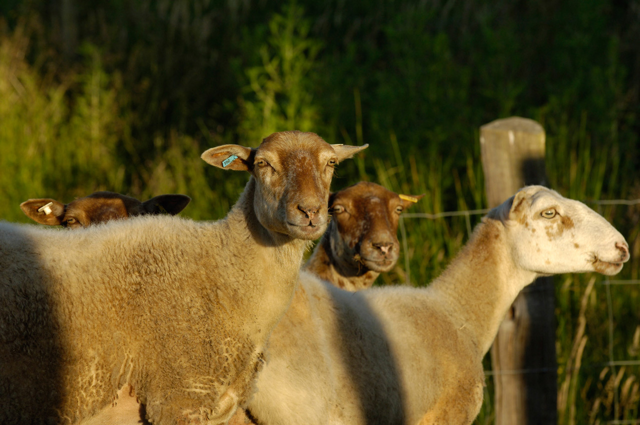 Houtland-Schaf - Arche Warder