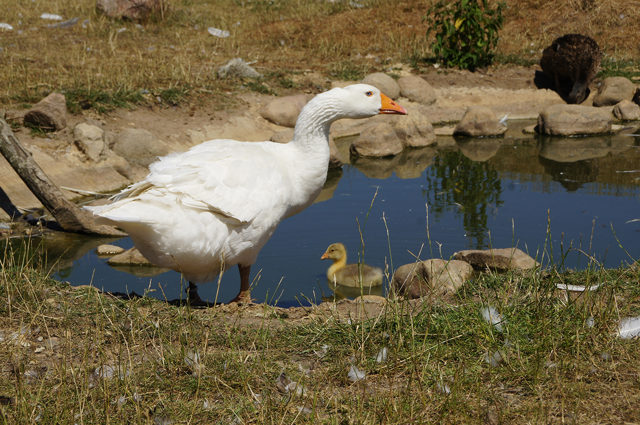 Lippegans - Arche Warder