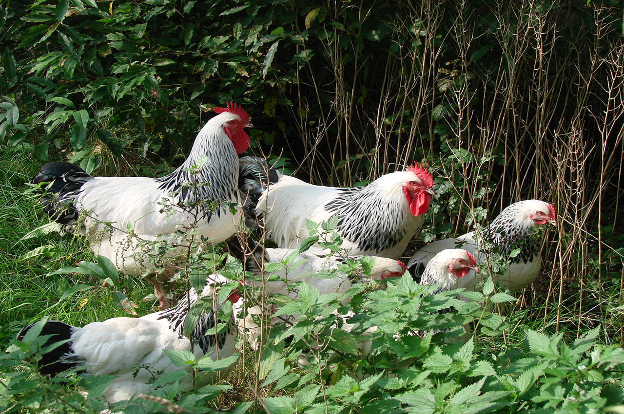 Sundheimer Huhn - Arche Warder