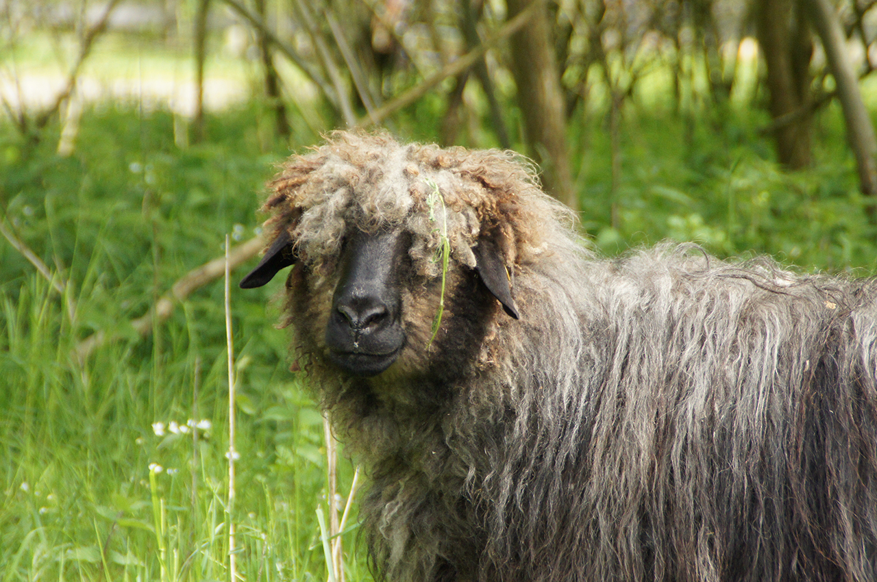 Unsere Tiere - Arche Warder