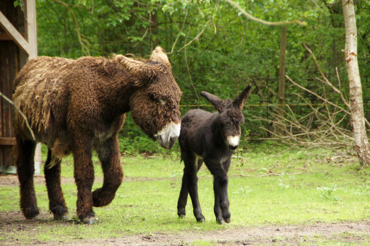 Eseltage in der Arche Warder - Arche Warder