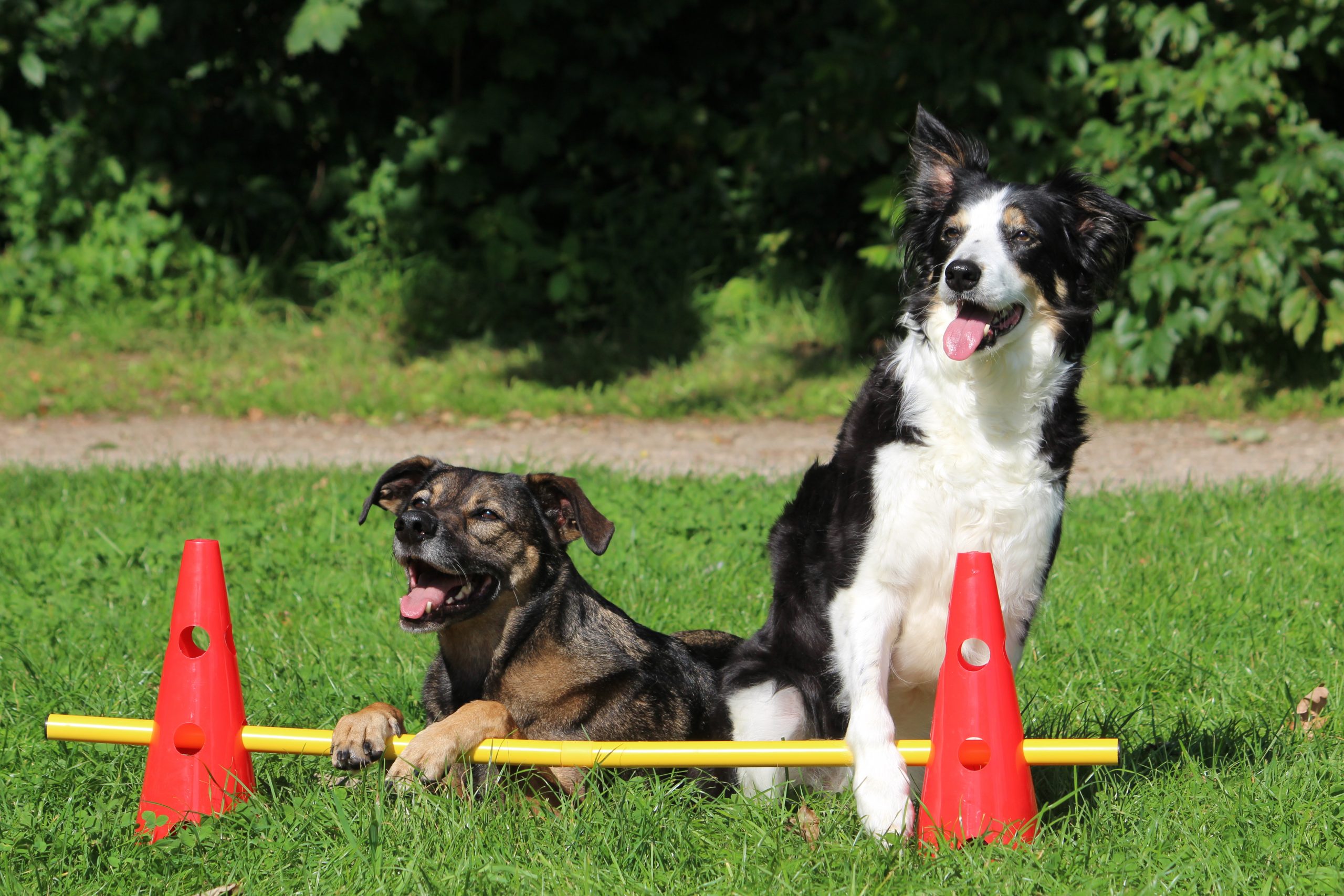 Hundetag - Arche Warder