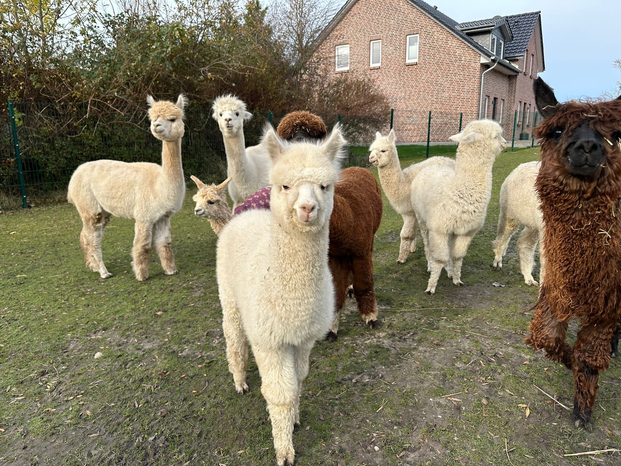 Vier neue Alpakas für die Arche Warder - Arche Warder