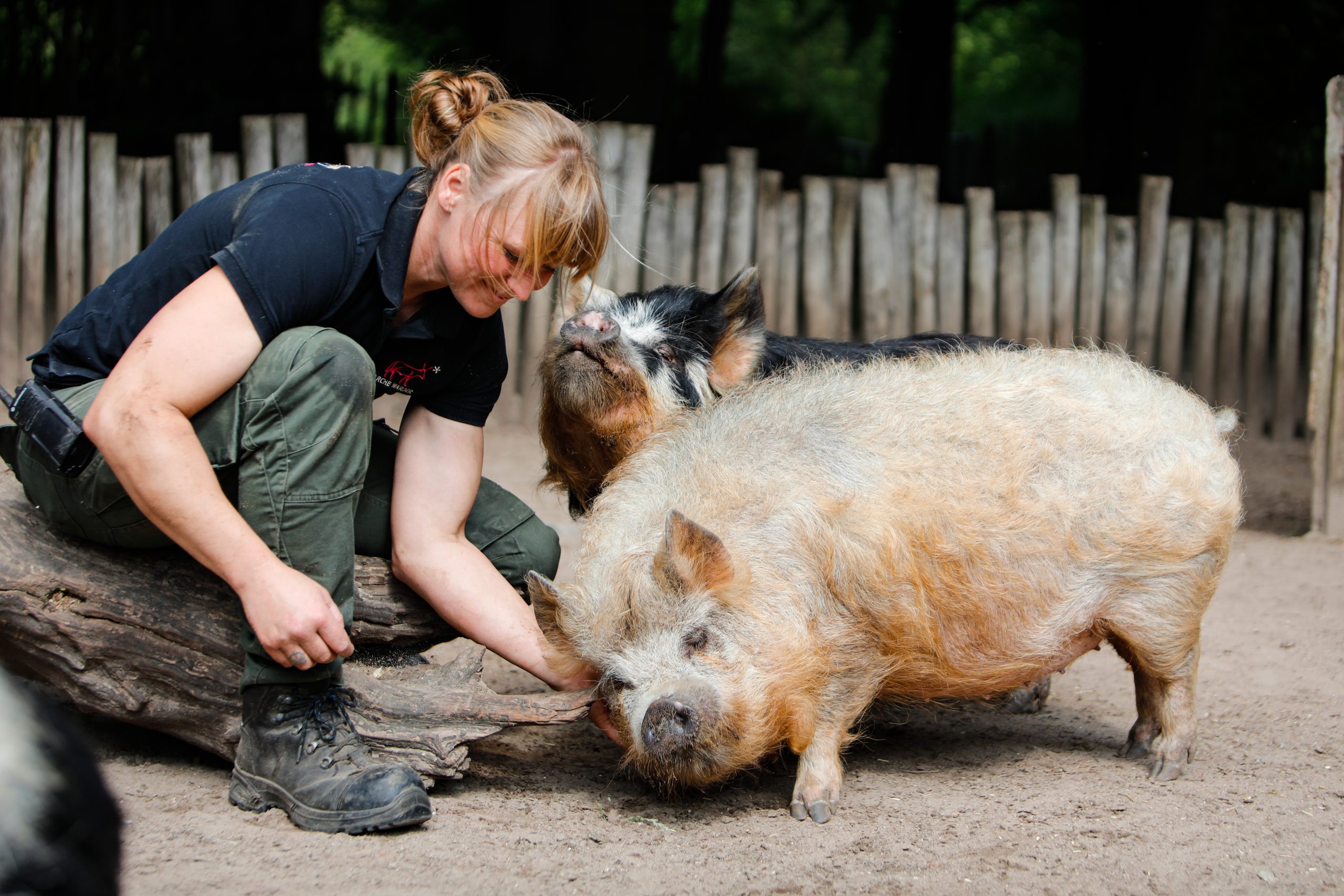 Kune Kune Schwein - Arche Warder