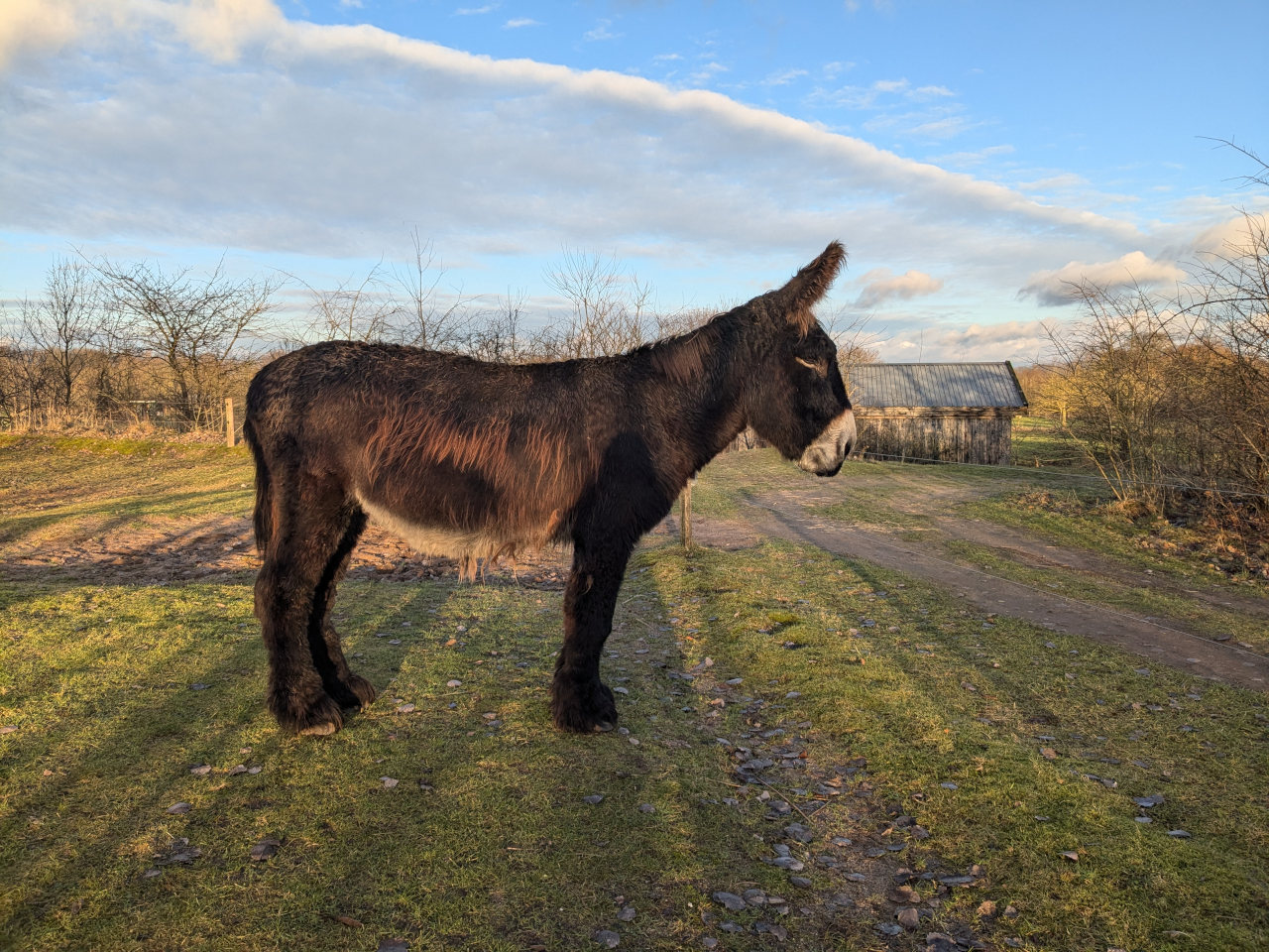 Meilenstein in der Poitou-Eselzucht der Arche Warder - Arche Warder