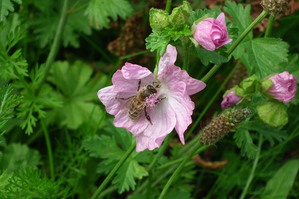Bienentag - Arche Warder