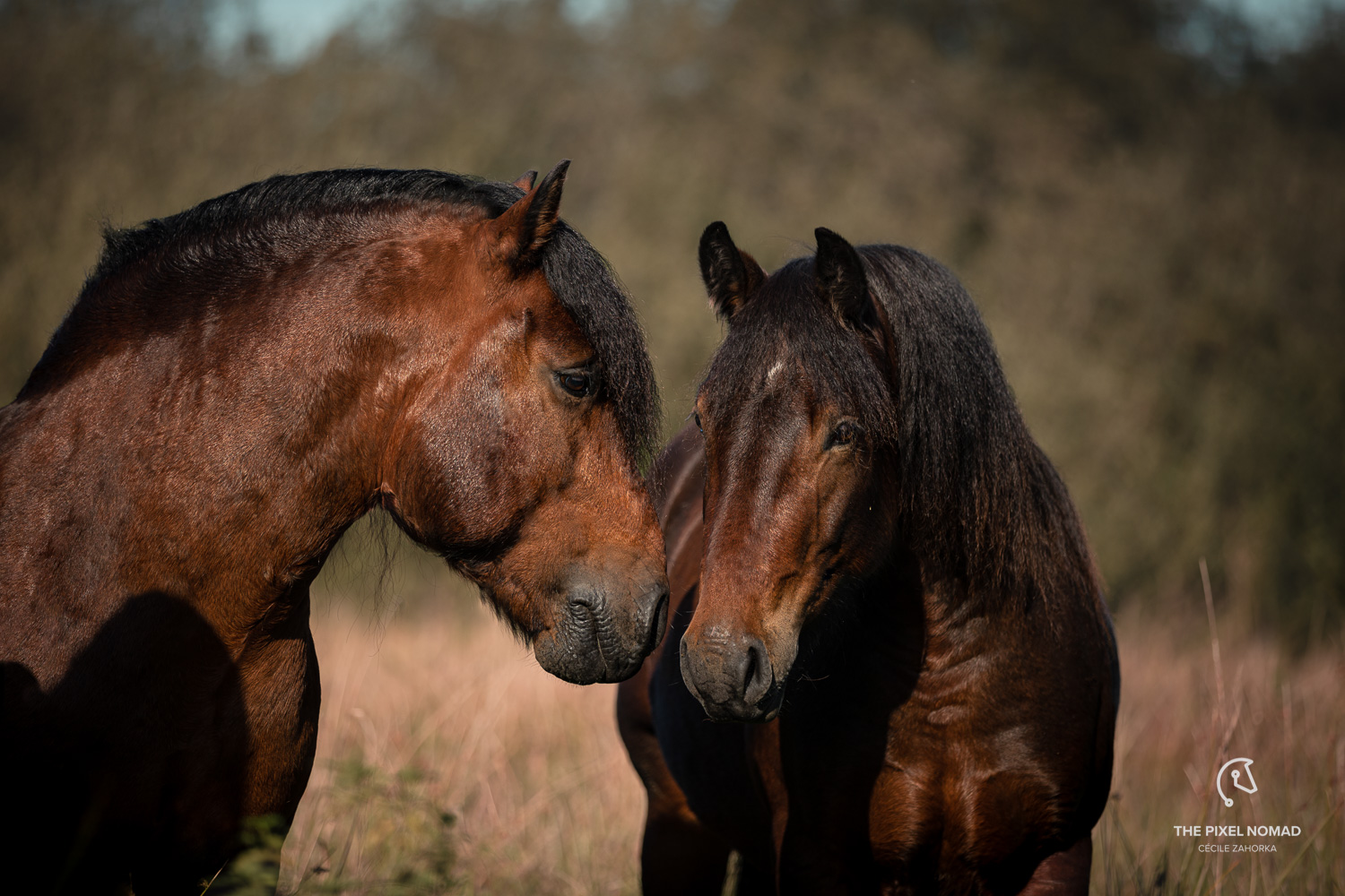 Pferdetag 2025 - Arche Warder