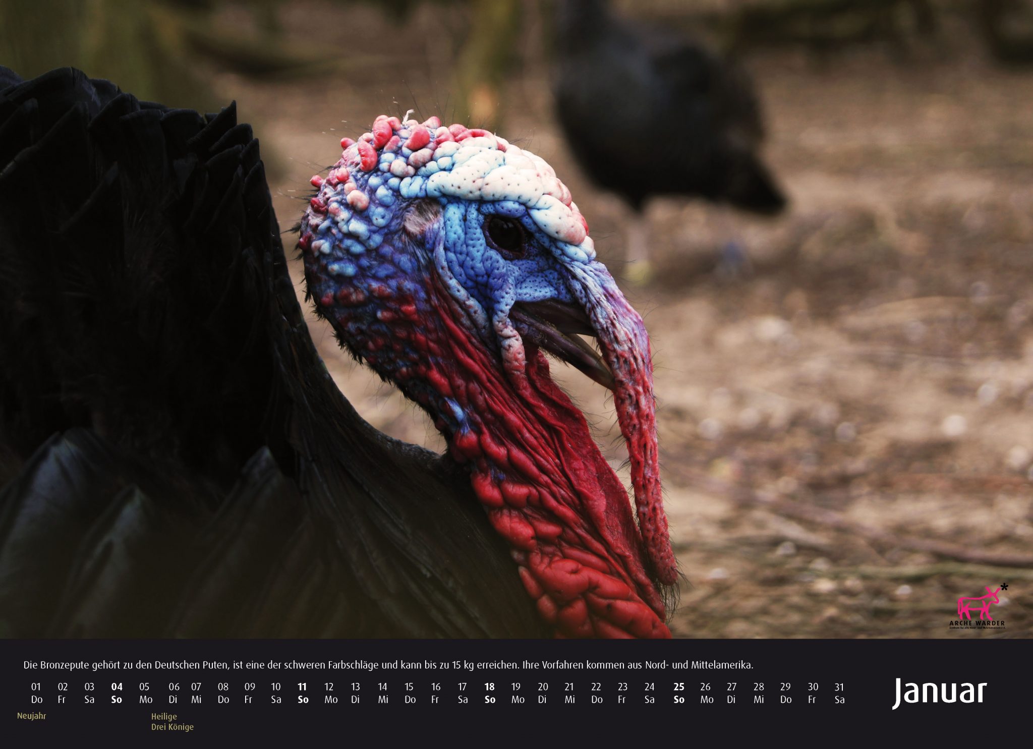Arche Warder Tierparkkalender 2026 - Arche Warder